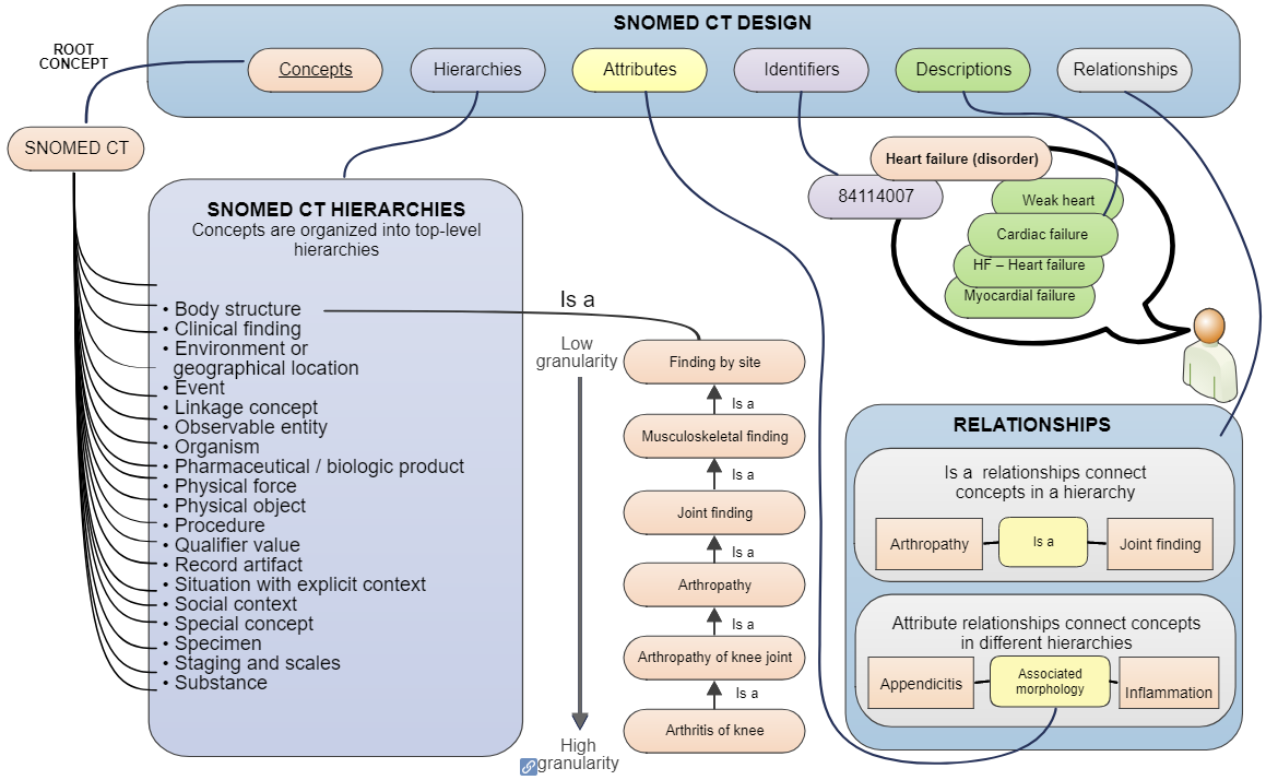 Snomed2Vec CBMS2019 Presentation